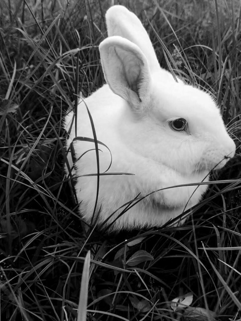 La Proie Prise – The Last Time We Watered the Plants: UPEI Arts Review ...