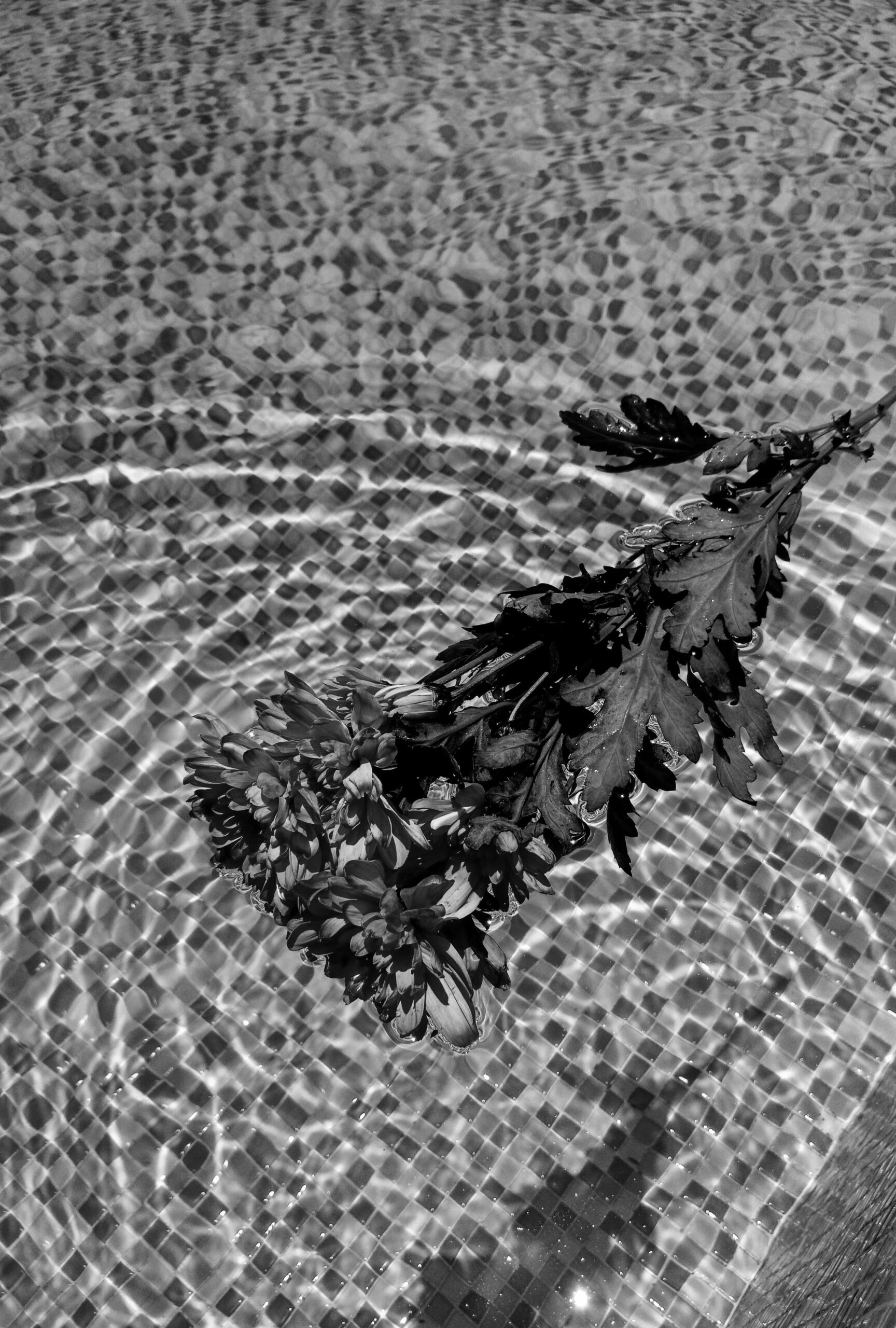 Les Artificielles Bleues – The Last Time We Watered the Plants: UPEI ...