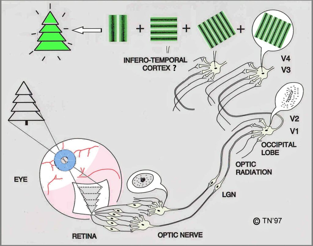 BEYOND PHOTONS, THE VISUAL IMAGE – Glance at the Dance of Photons