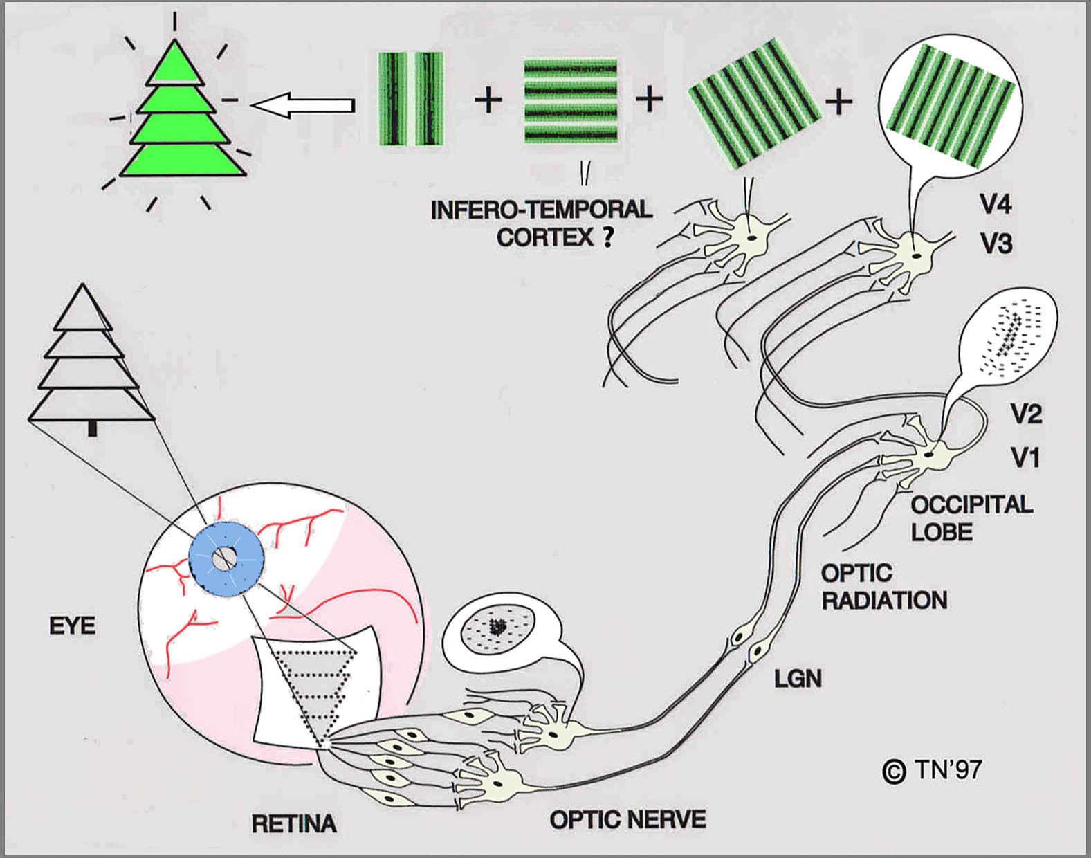 BEYOND PHOTONS, THE VISUAL IMAGE – Glance at the Dance of Photons