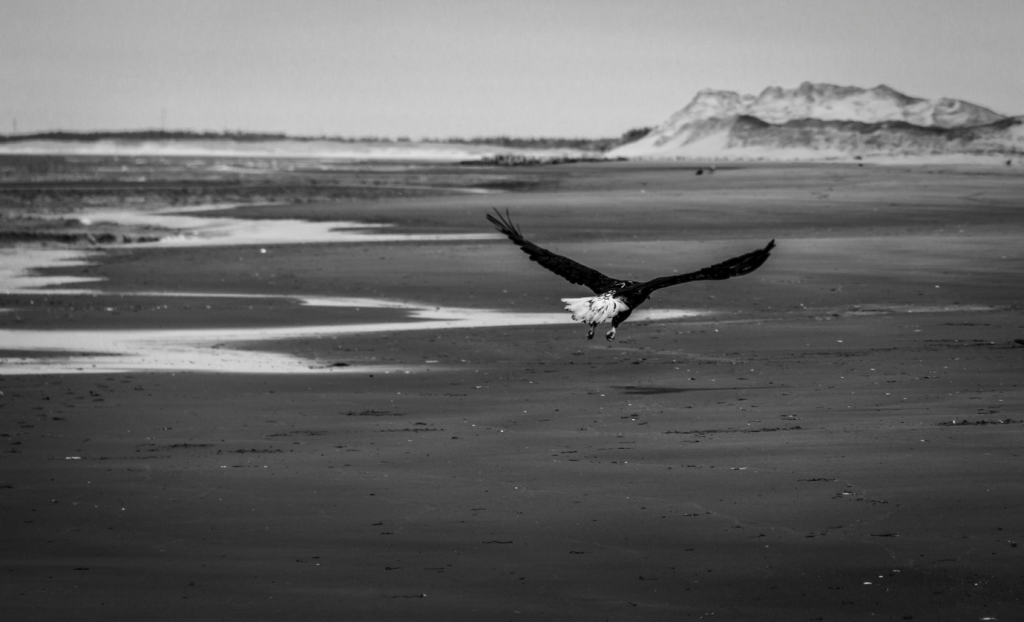 Reflection – Indigenous Teachings of Turtle Island Reflection – Indigenous Teachings of Turtle Island